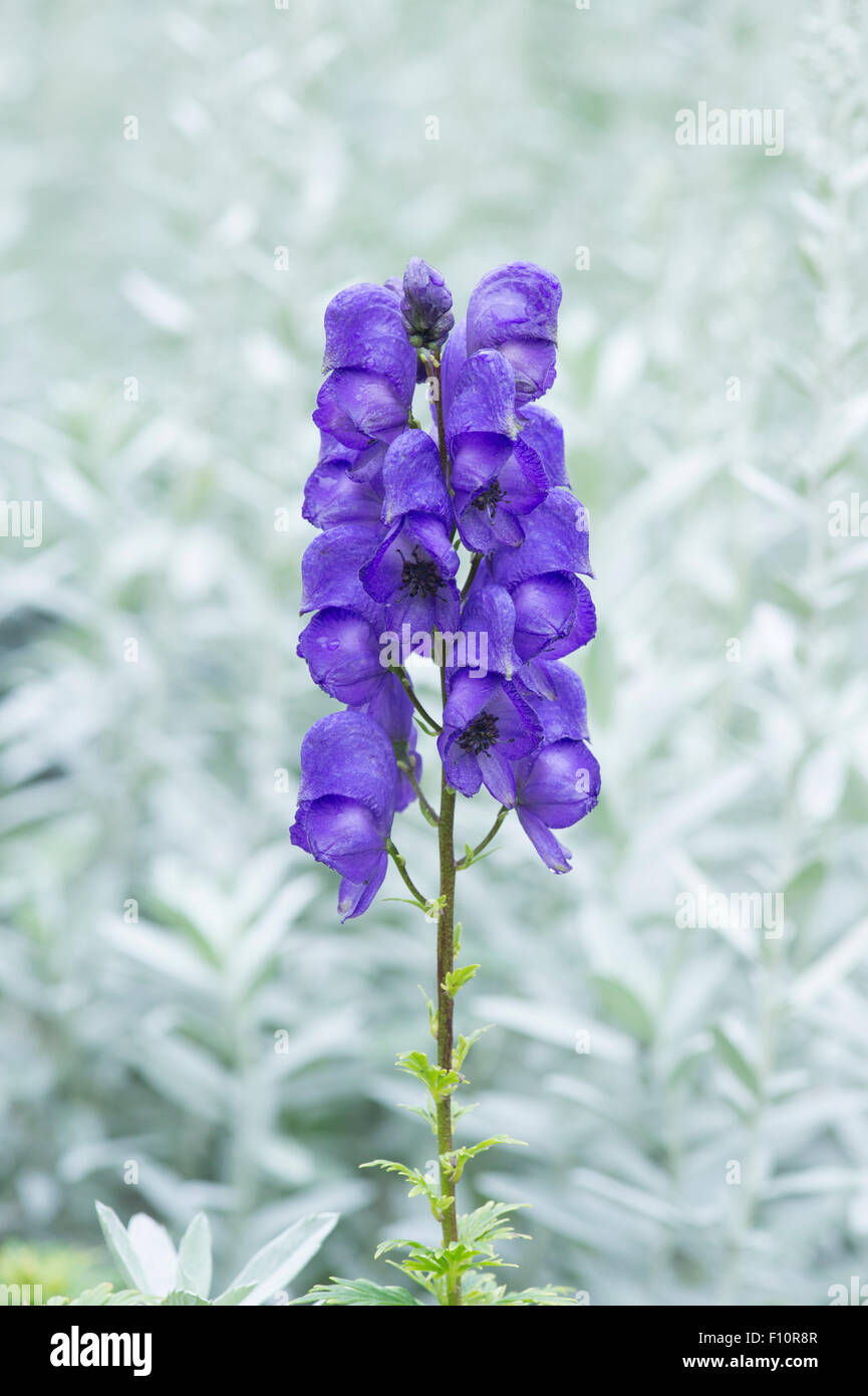 Aconitum ‘Blue Sceptre’. Dwarf Monkshood. Aconite flower Stock Photo ...