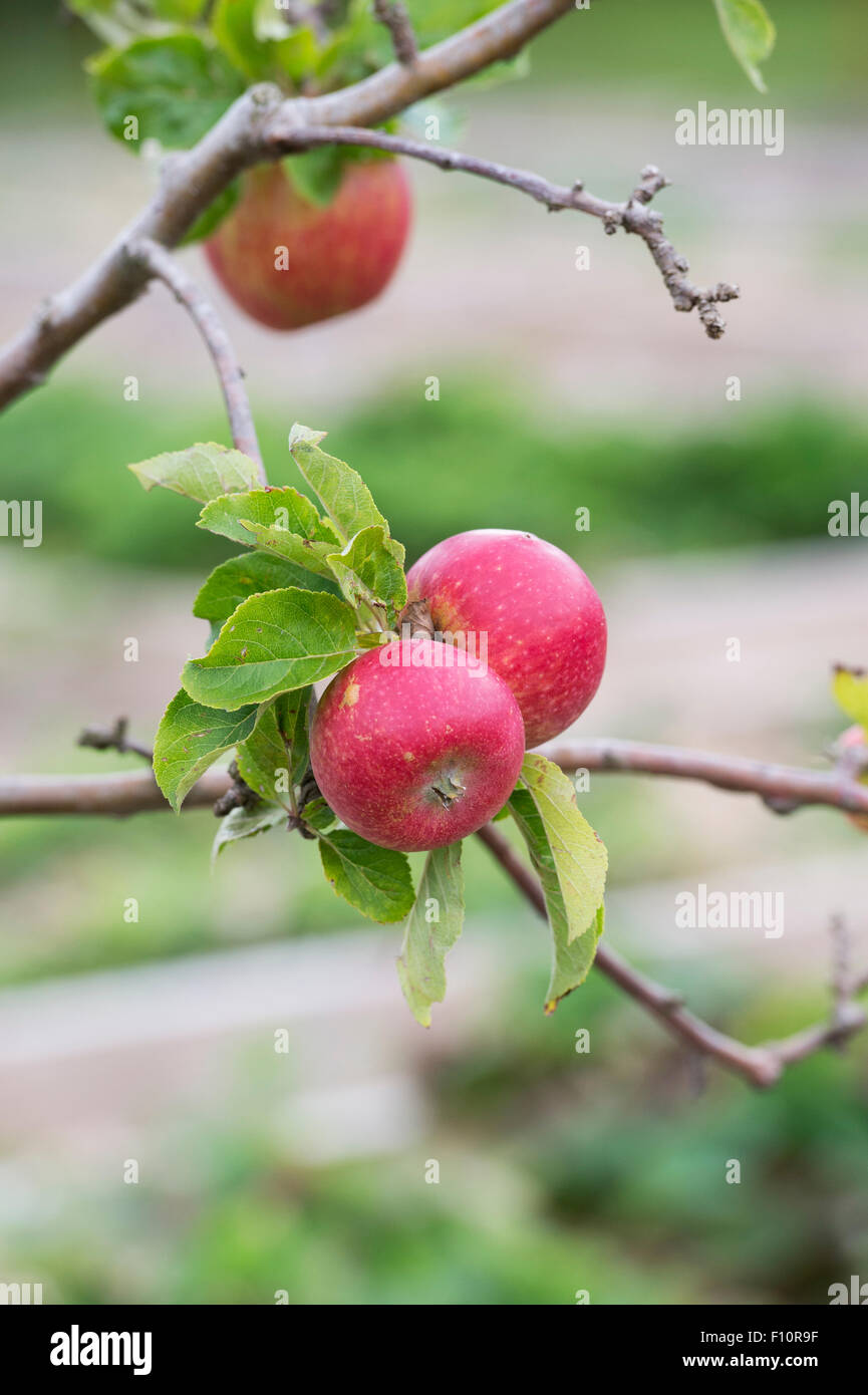 Malus domestica. Apples 'Red Windsor' on a tree Stock Photo - Alamy