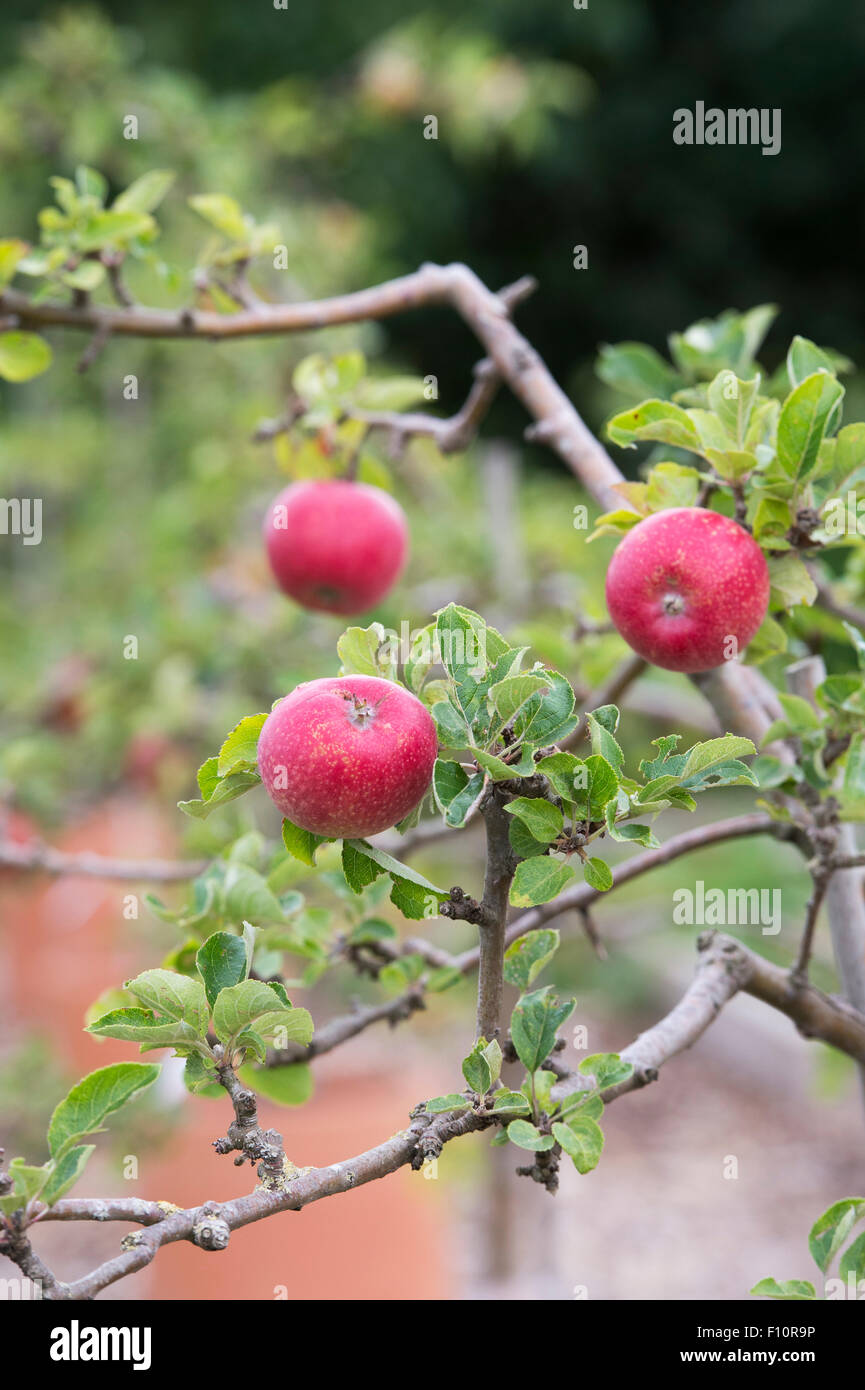 Red windsor apple hi-res stock photography and images - Alamy