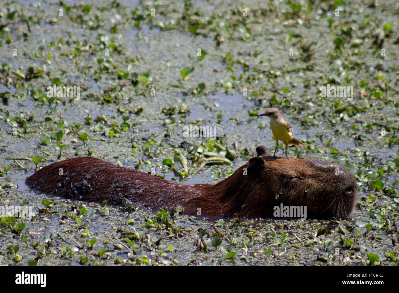 Capybara swimming hi-res stock photography and images - Alamy