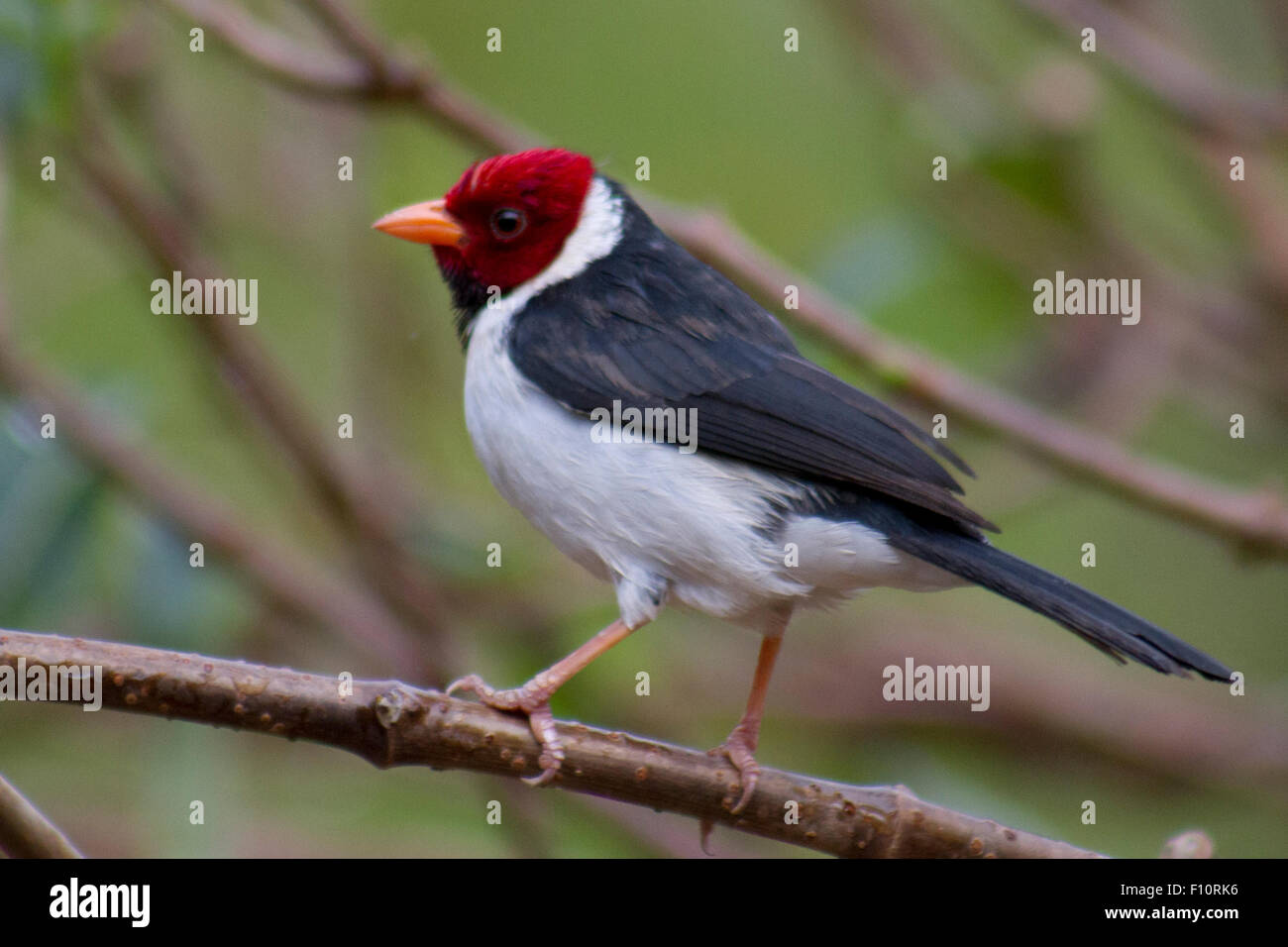 Best cardinal photography hi-res stock photography and images - Alamy