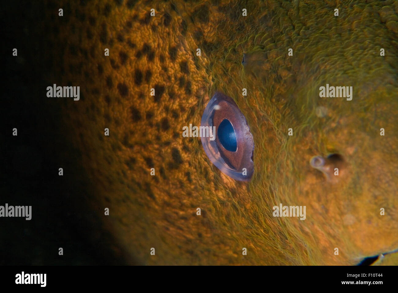 VERY CLOSE-UP VIEW OF MORAY EEL EYES Stock Photo - Alamy