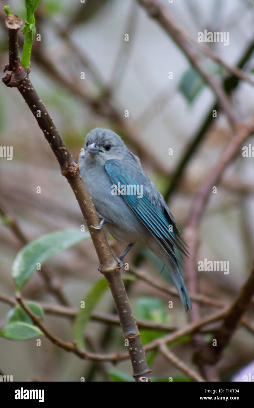 Brazilian blue bird hi-res stock photography and images - Alamy