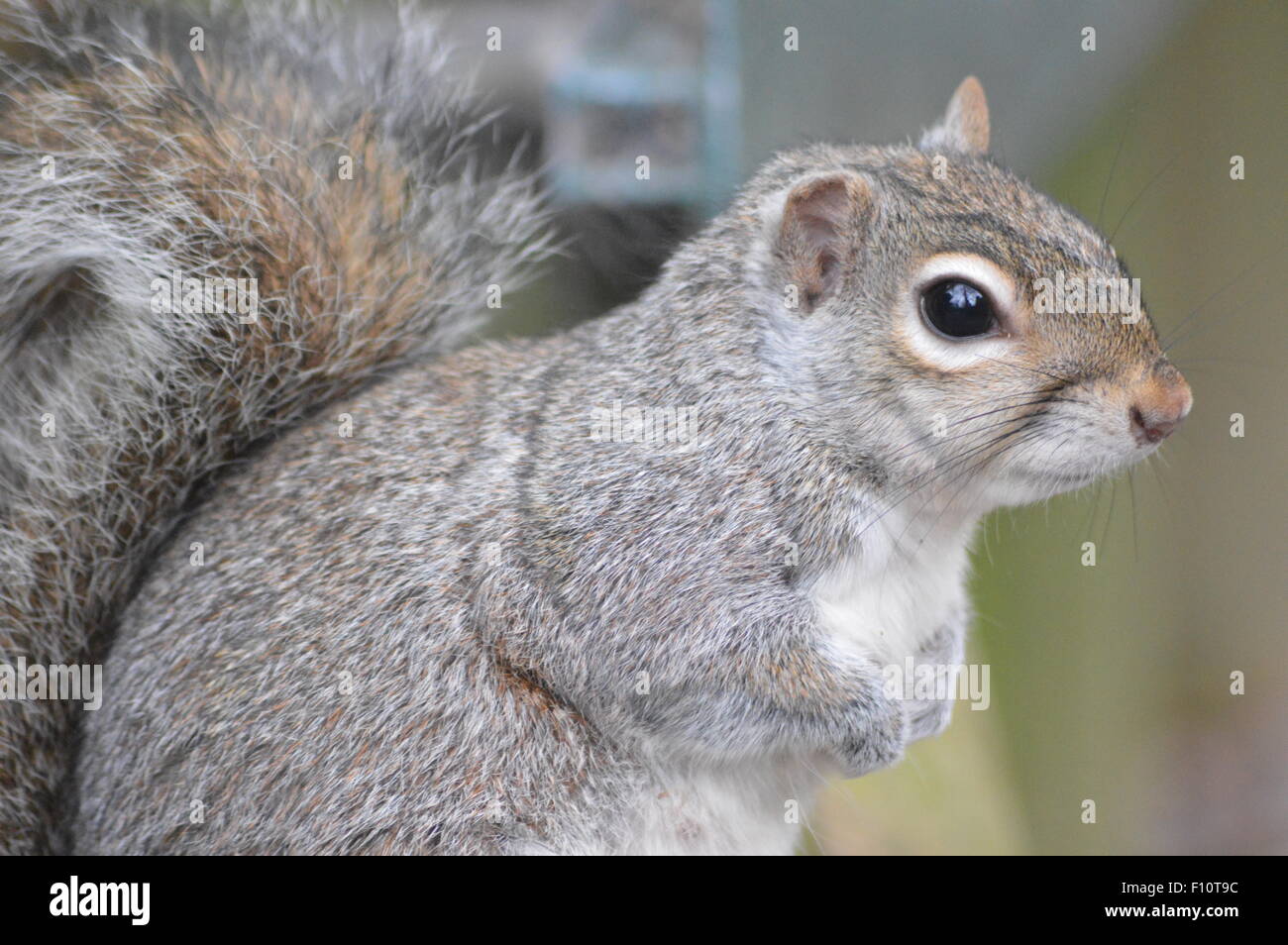 Grey squirrel close up Stock Photo - Alamy