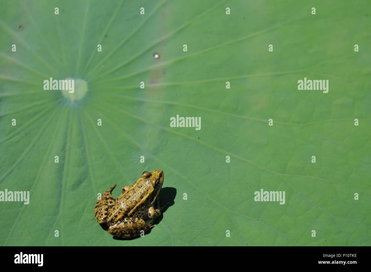Frog with lotus leaf hi-res stock photography and images - Alamy