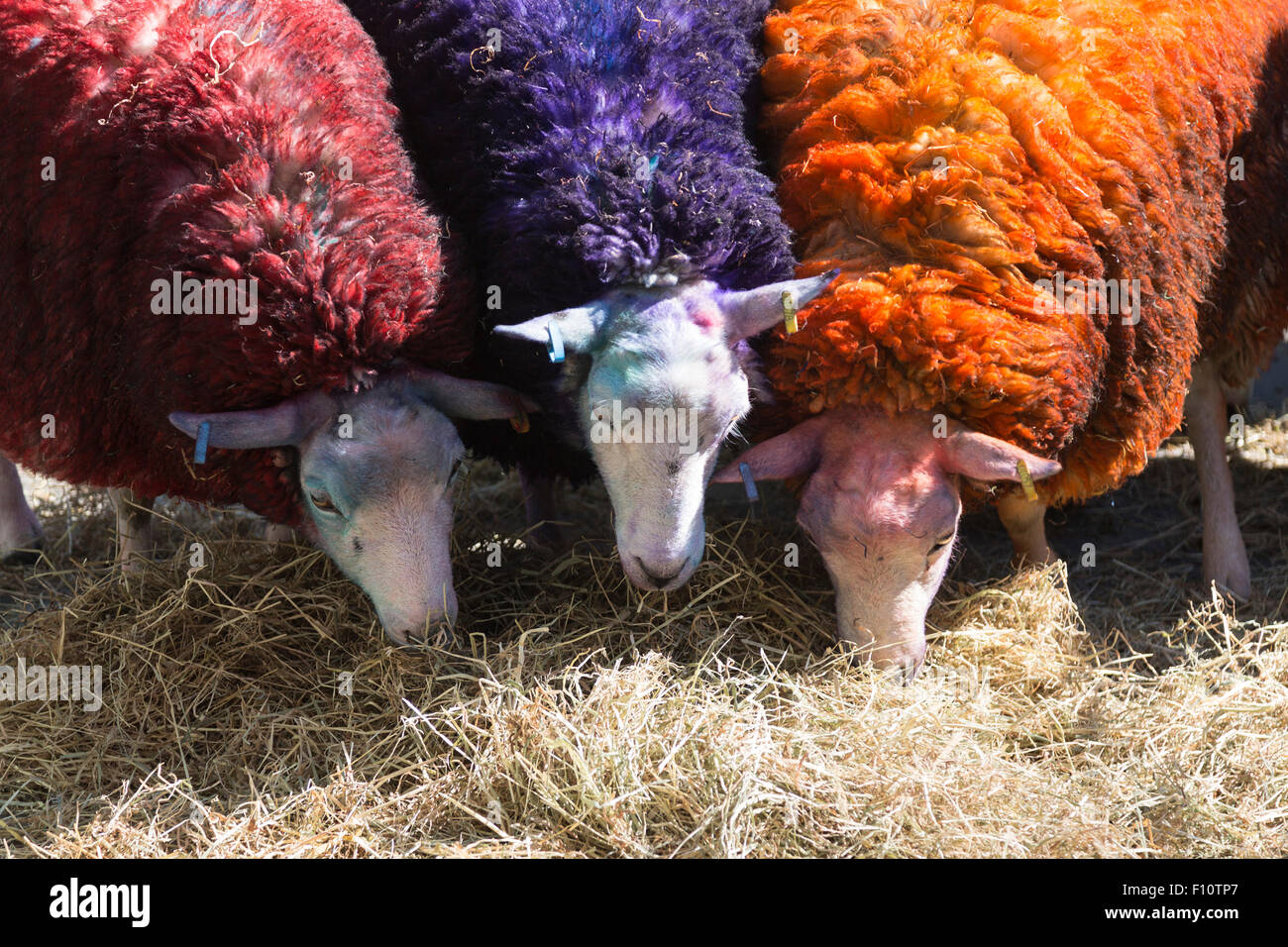 To celebrate the 10th anniversary of Latitude Festival the famous multi ...