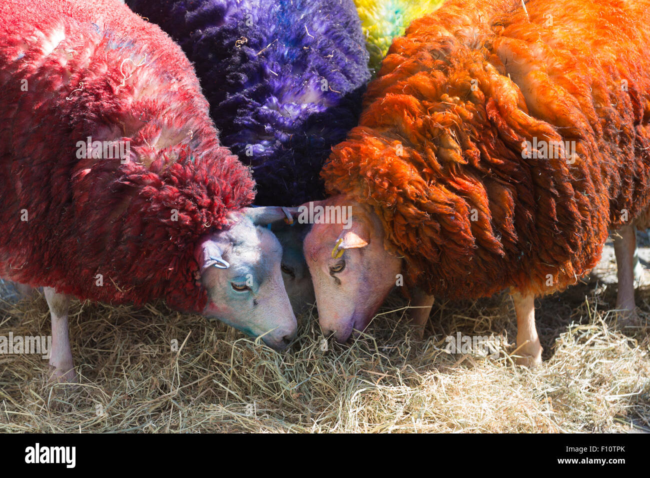 To celebrate the 10th anniversary of Latitude Festival the famous multi ...