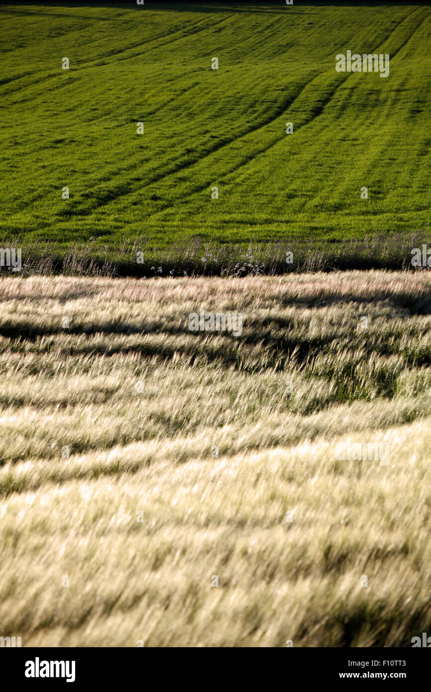Green field - yellow field. Farmland. Denmark Stock Photo - Alamy