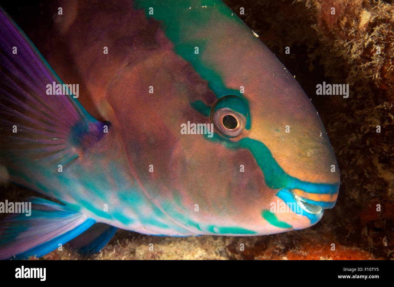tuamotu/nocturneCLOSE-UP FACE VIEW OF PARROTFISH HEAD Stock Photo - Alamy