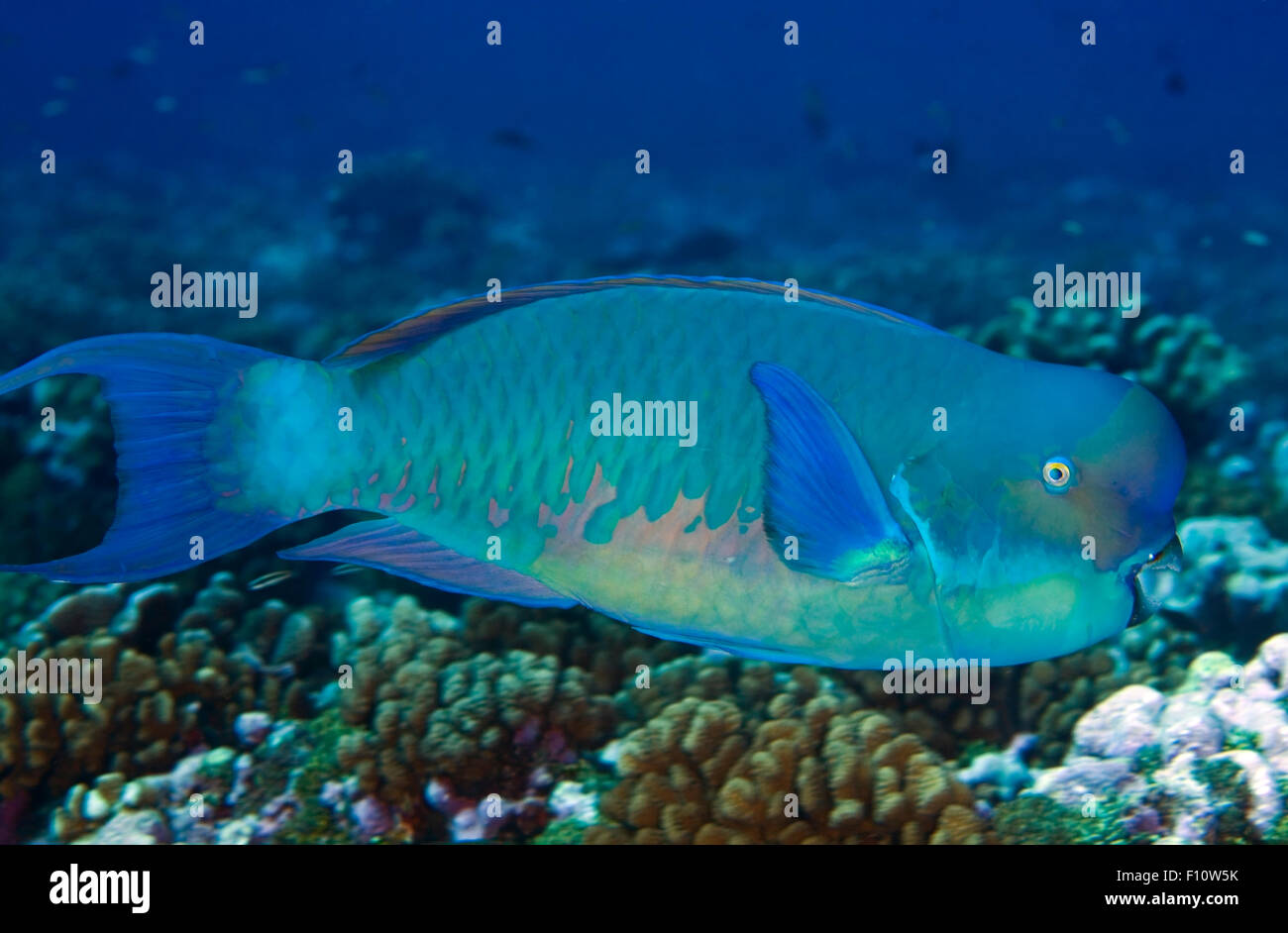 PARROTFISH SWIMMING IN CORAL REEF CLEAR BLUE WATER Stock Photo - Alamy