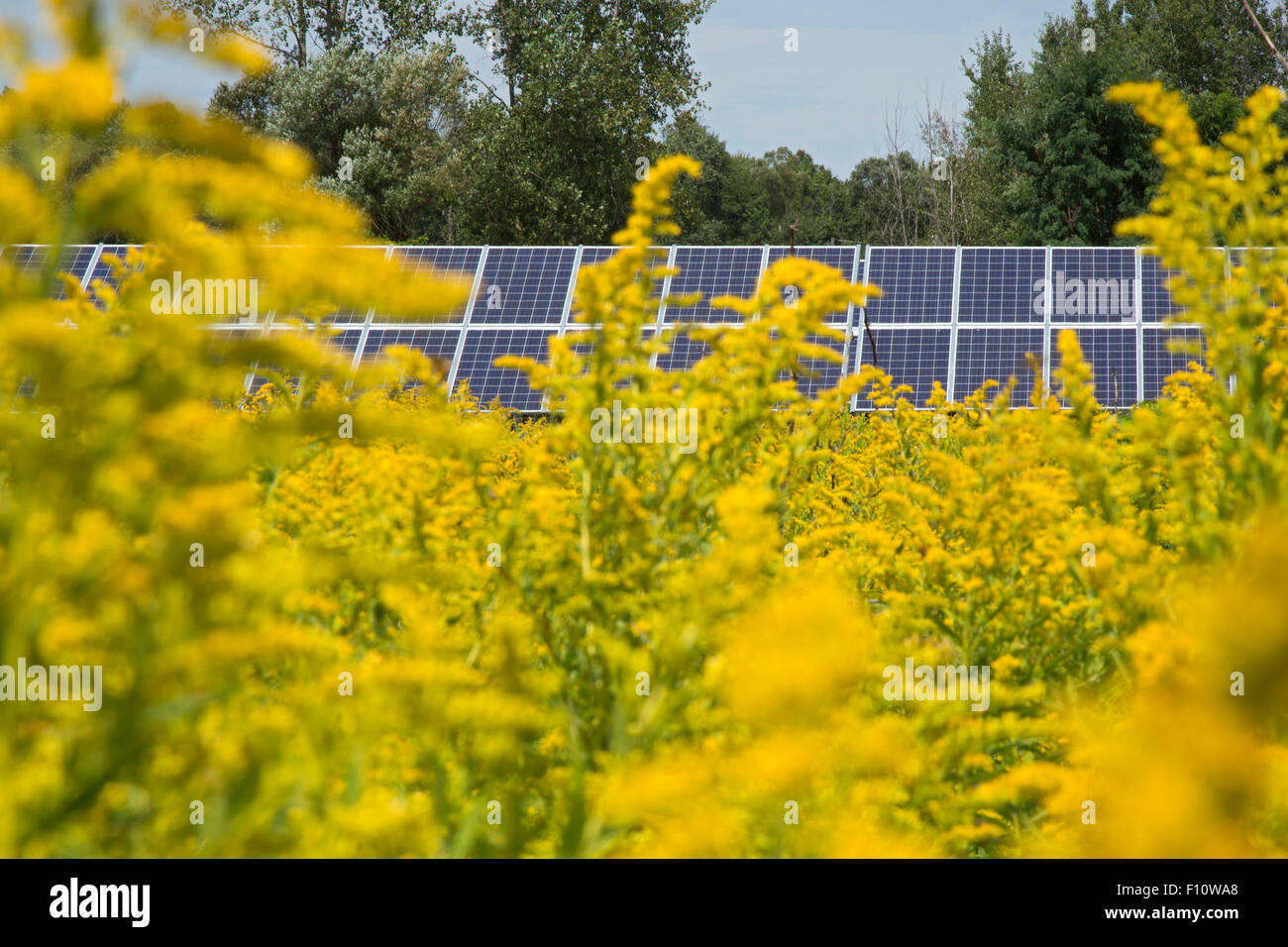White Lake, Michigan - Fields of goldenrod (Solidago) around solar ...