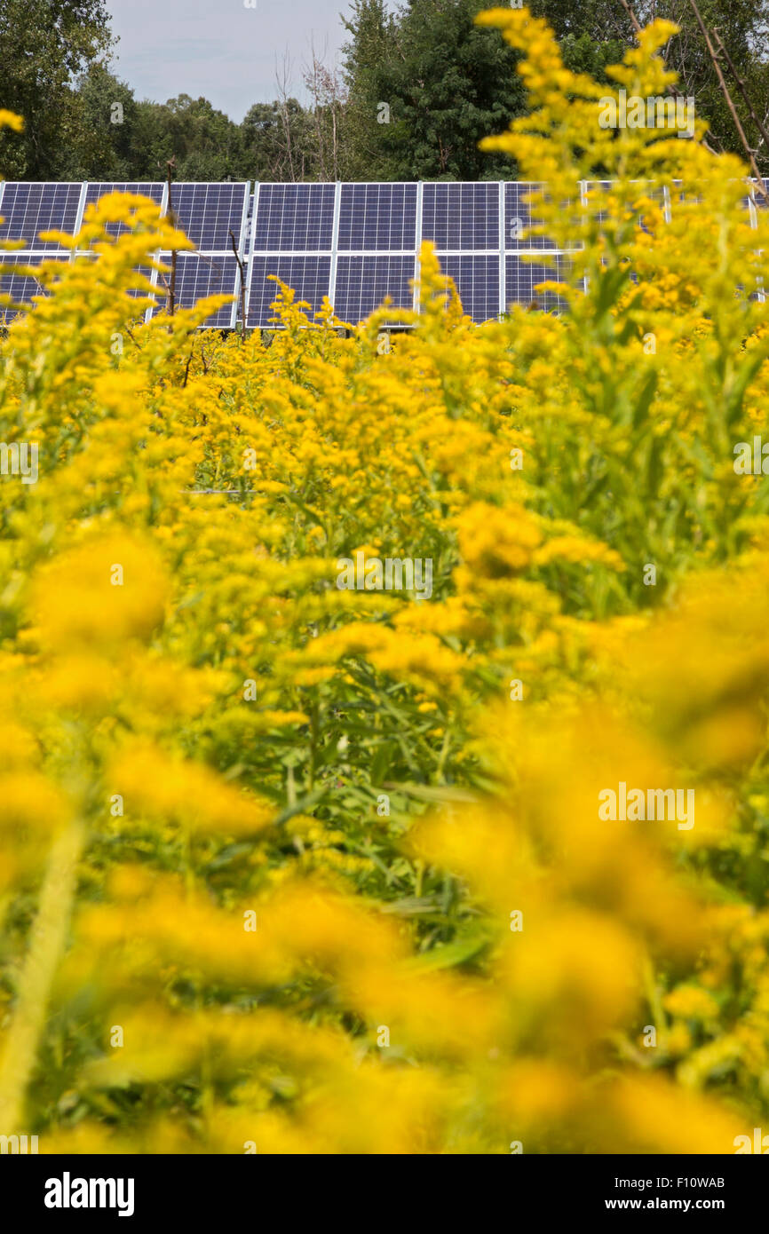 White Lake, Michigan - Fields of goldenrod (Solidago) around solar ...