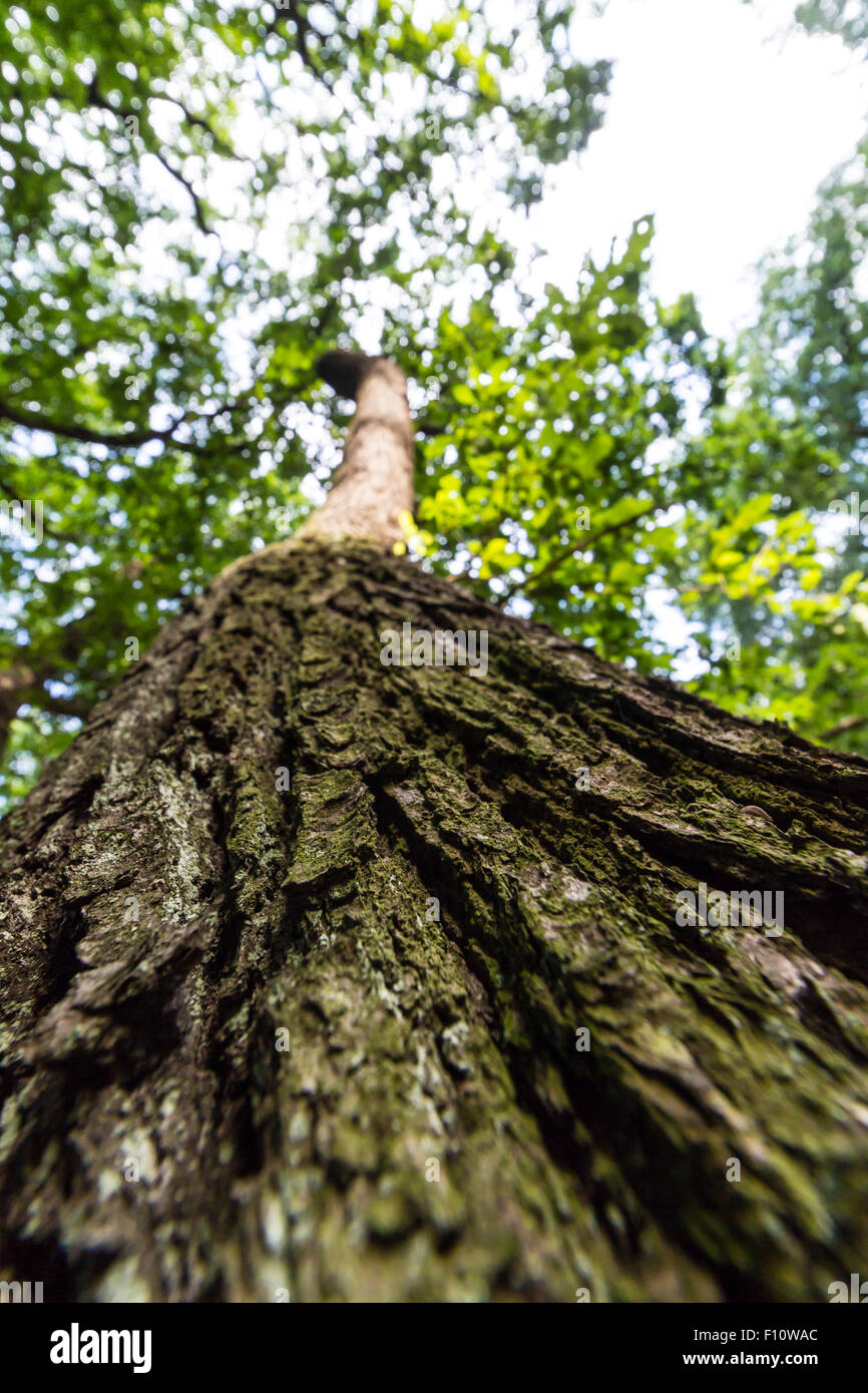 Tree / trunk texture with very shallow depth of field Stock Photo - Alamy