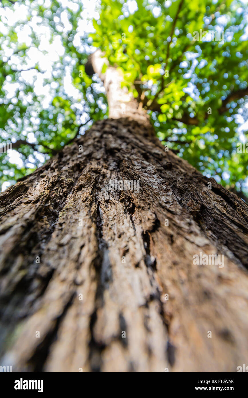 Tree / trunk texture with very shallow depth of field Stock Photo - Alamy