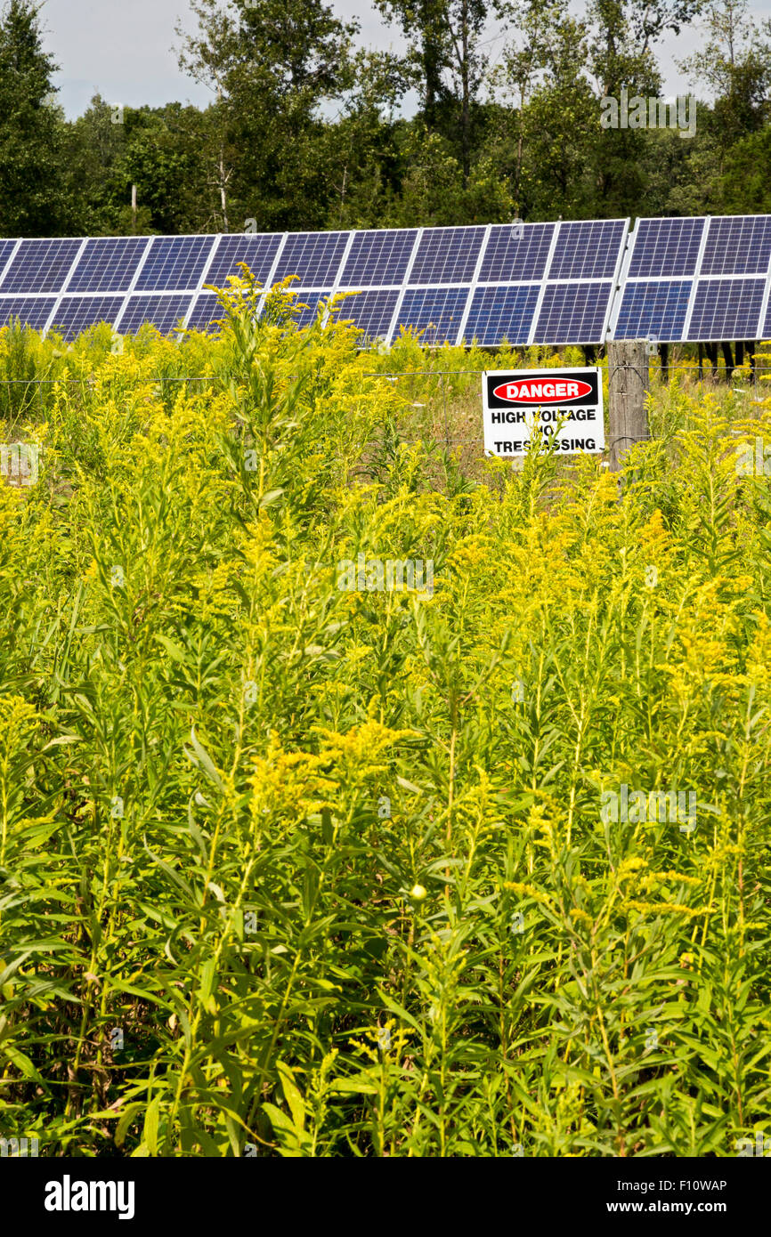 White Lake, Michigan - Fields of goldenrod (Solidago) around solar ...