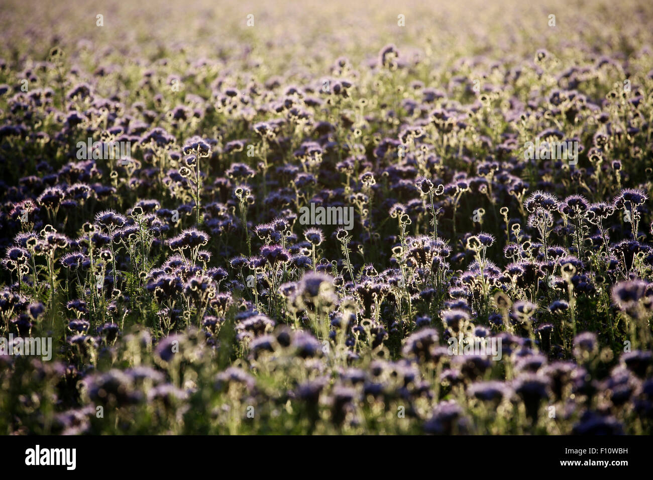 Nice purple field of phacelia tanacetifolia. Scandinavia Stock Photo ...