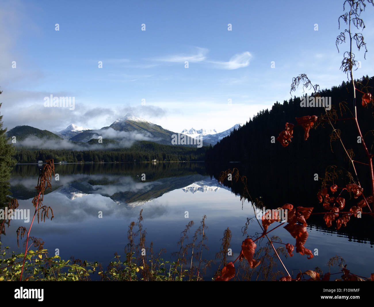 Tongass Forest Alaska Stock Photo - Alamy