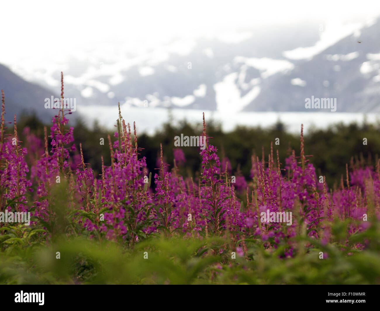 Tongass forest hi-res stock photography and images - Alamy