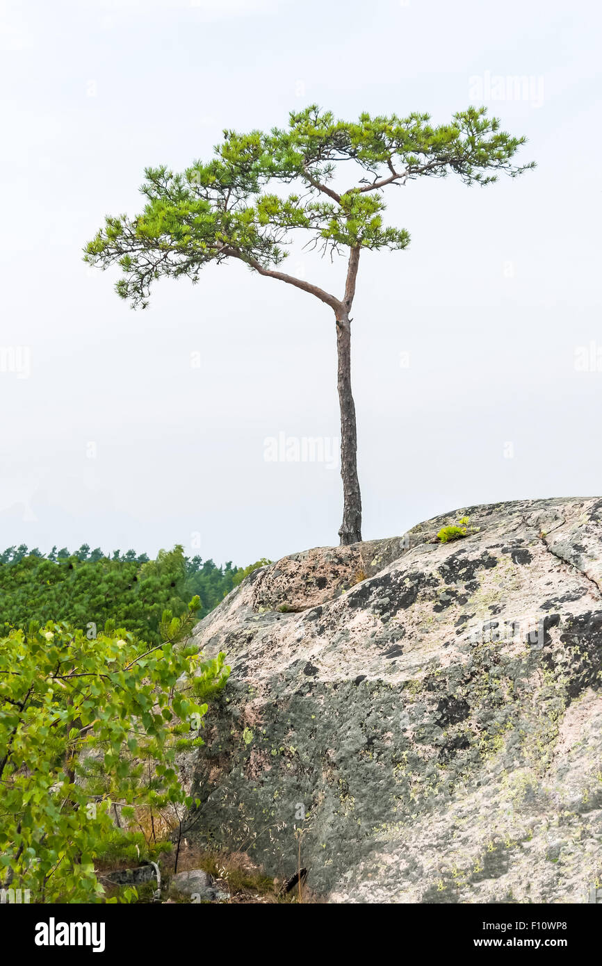 One lone pine tree grow on a cliff in summer Stock Photo - Alamy