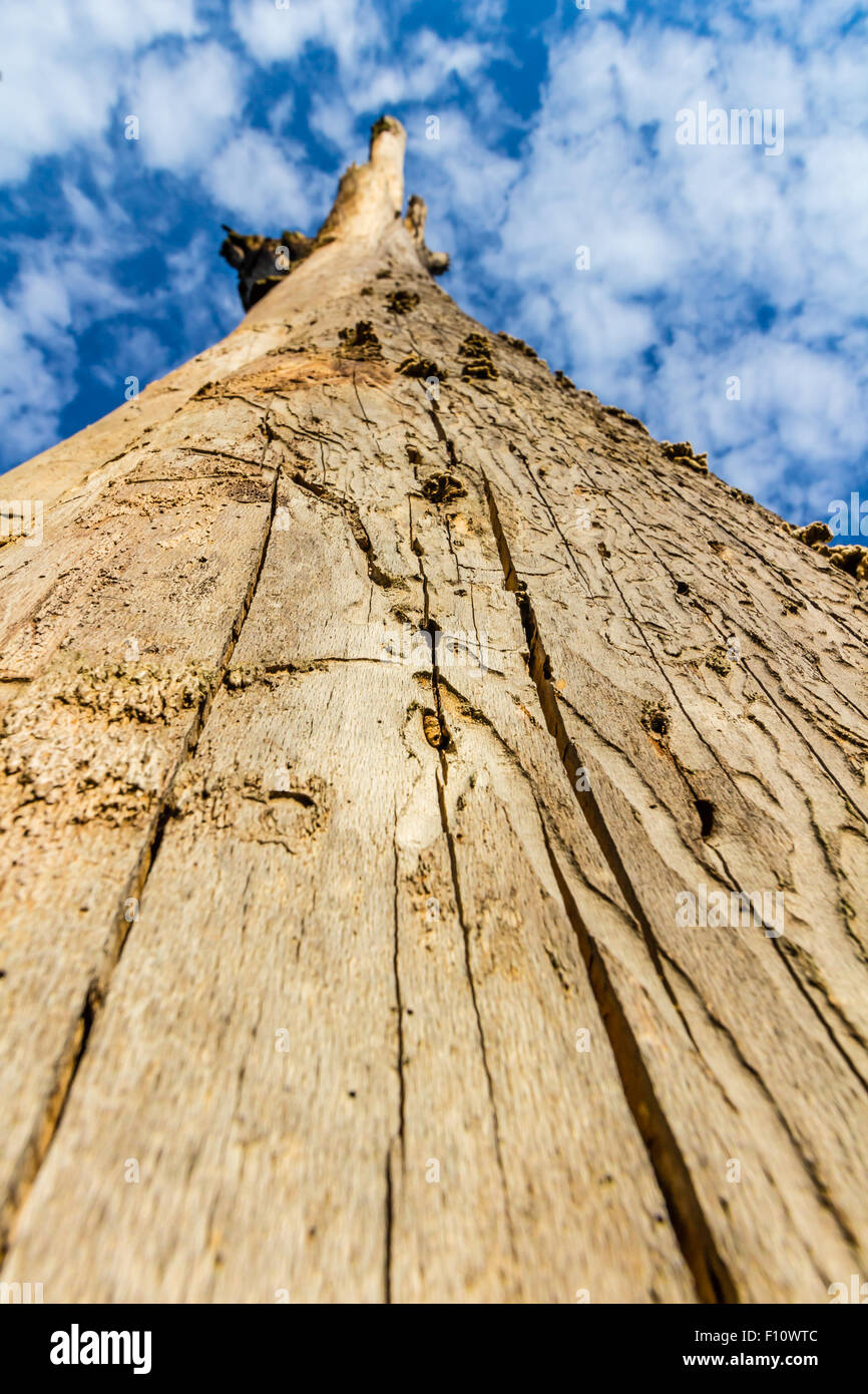 Dry, dead and barren trunk / tree texture with very shallow depth of ...