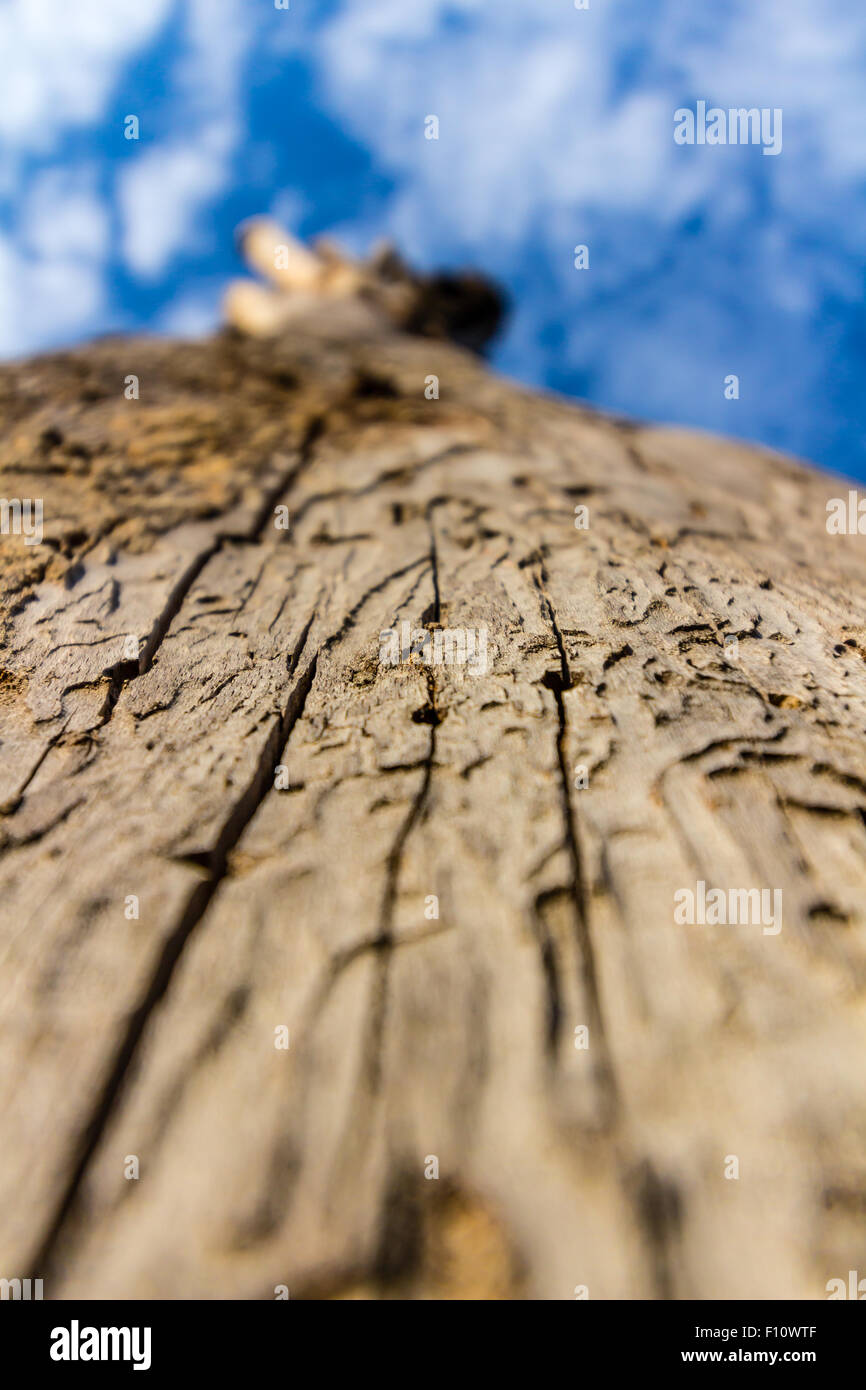 Dry, dead and barren trunk / tree texture with very shallow depth of ...