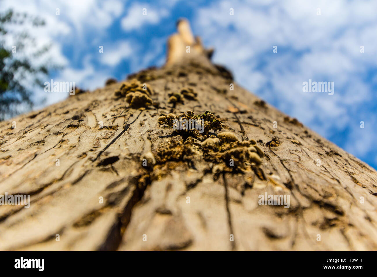 Dry, dead and barren trunk / tree texture with very shallow depth of ...