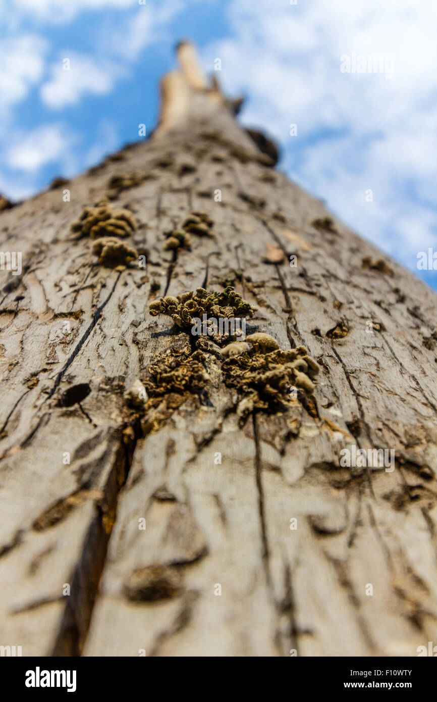Dry, dead and barren trunk / tree texture with very shallow depth of ...