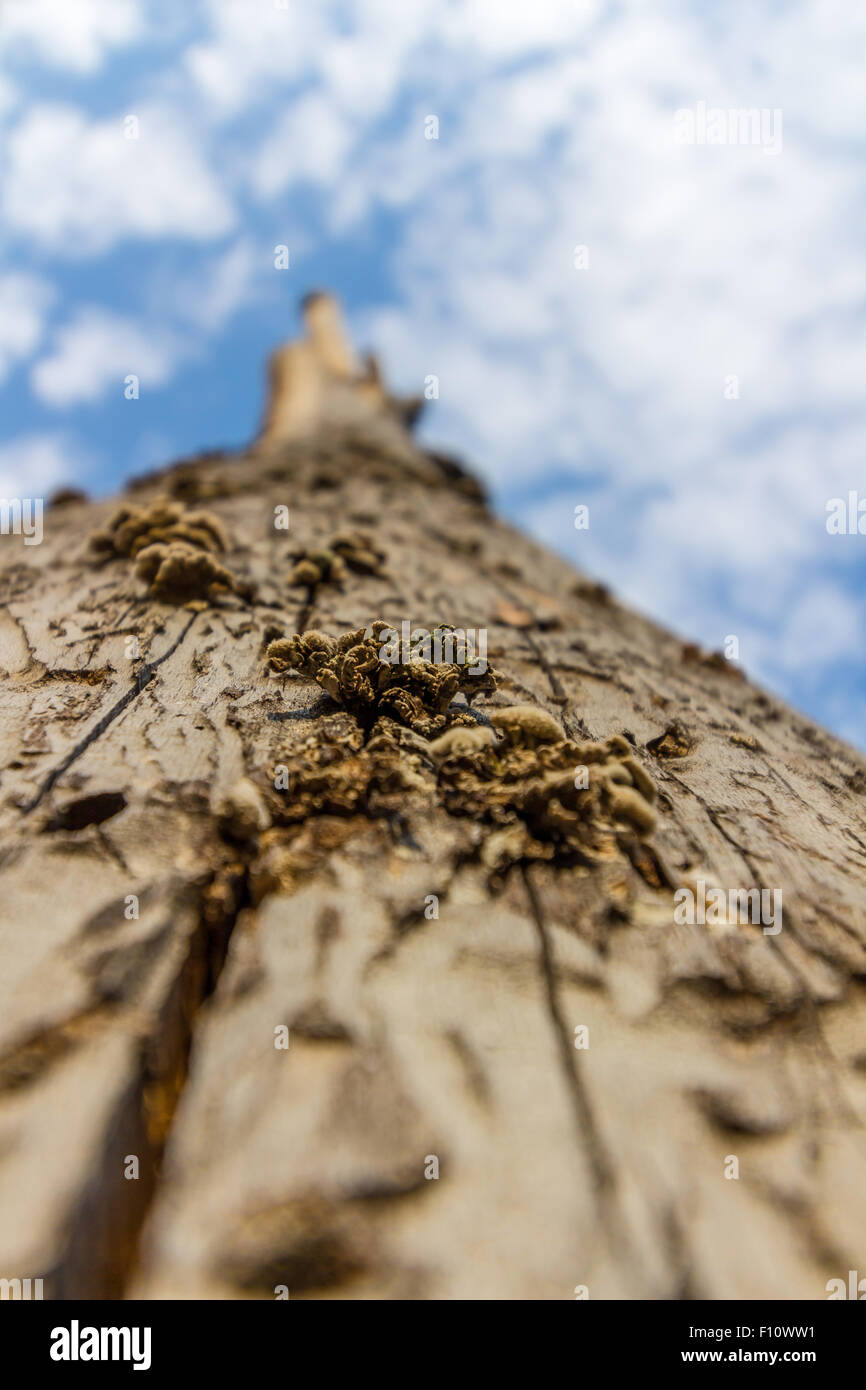 Dry, dead and barren trunk / tree texture with very shallow depth of ...