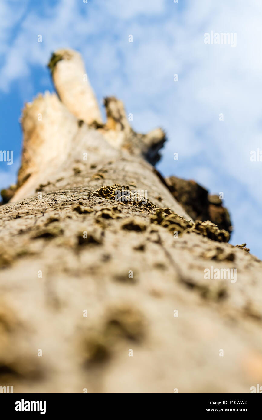 Dry, dead and barren trunk / tree texture with very shallow depth of ...