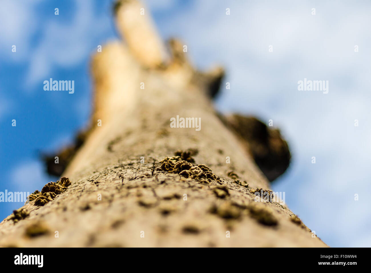 Dry, dead and barren trunk / tree texture with very shallow depth of ...