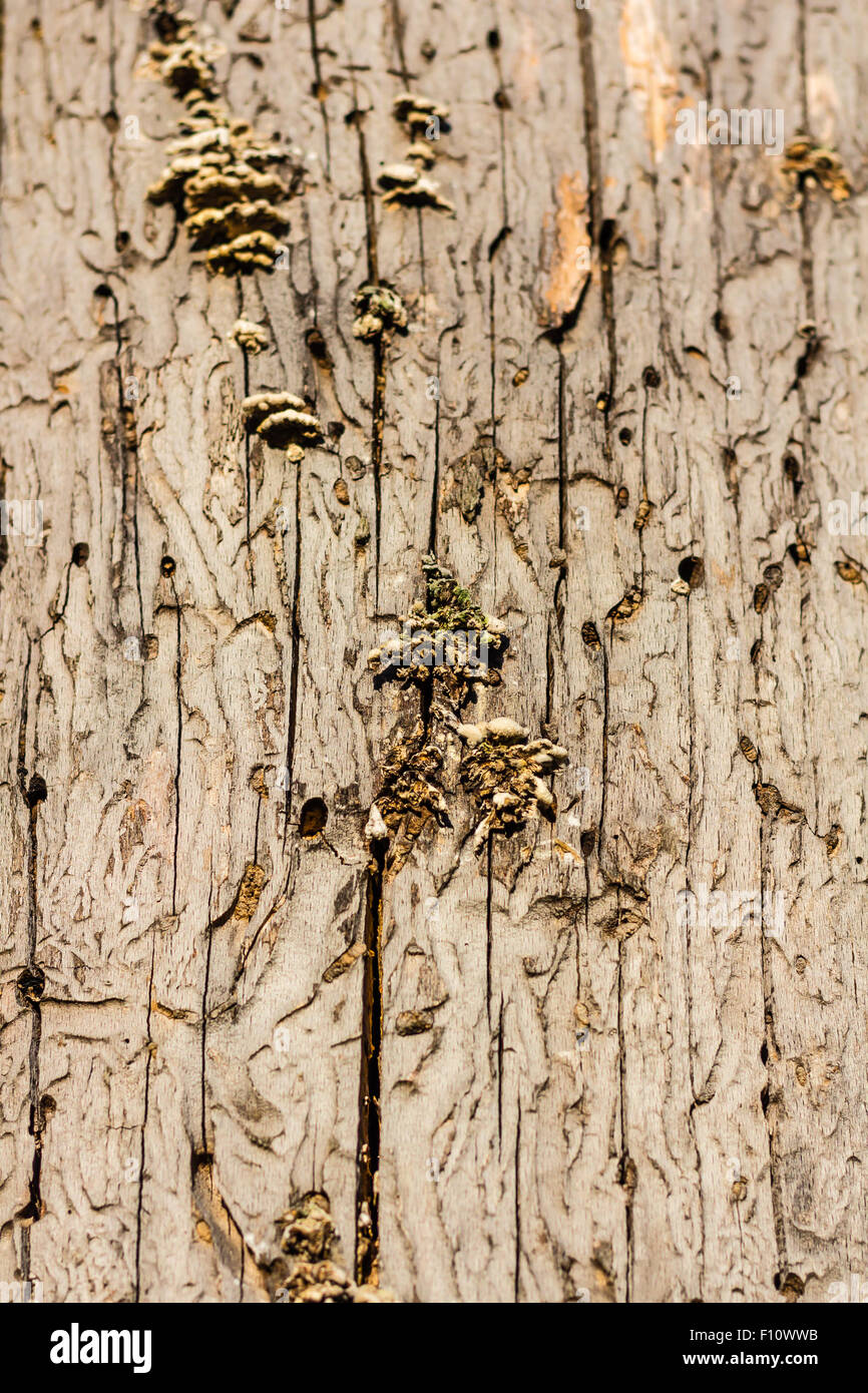 Dry, dead and barren trunk / tree texture with very shallow depth of ...