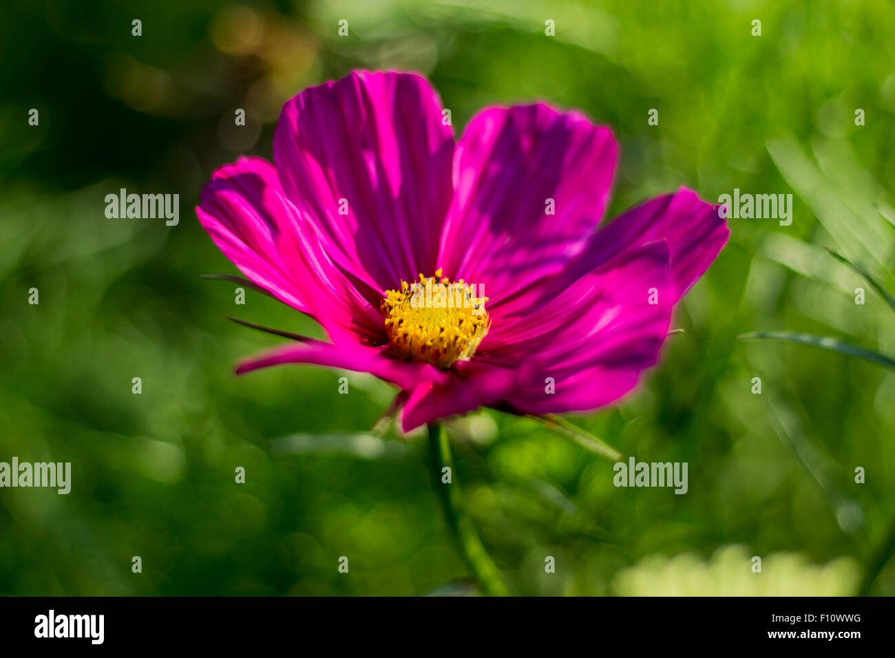 Beautiful red/pink/white flower Stock Photo - Alamy