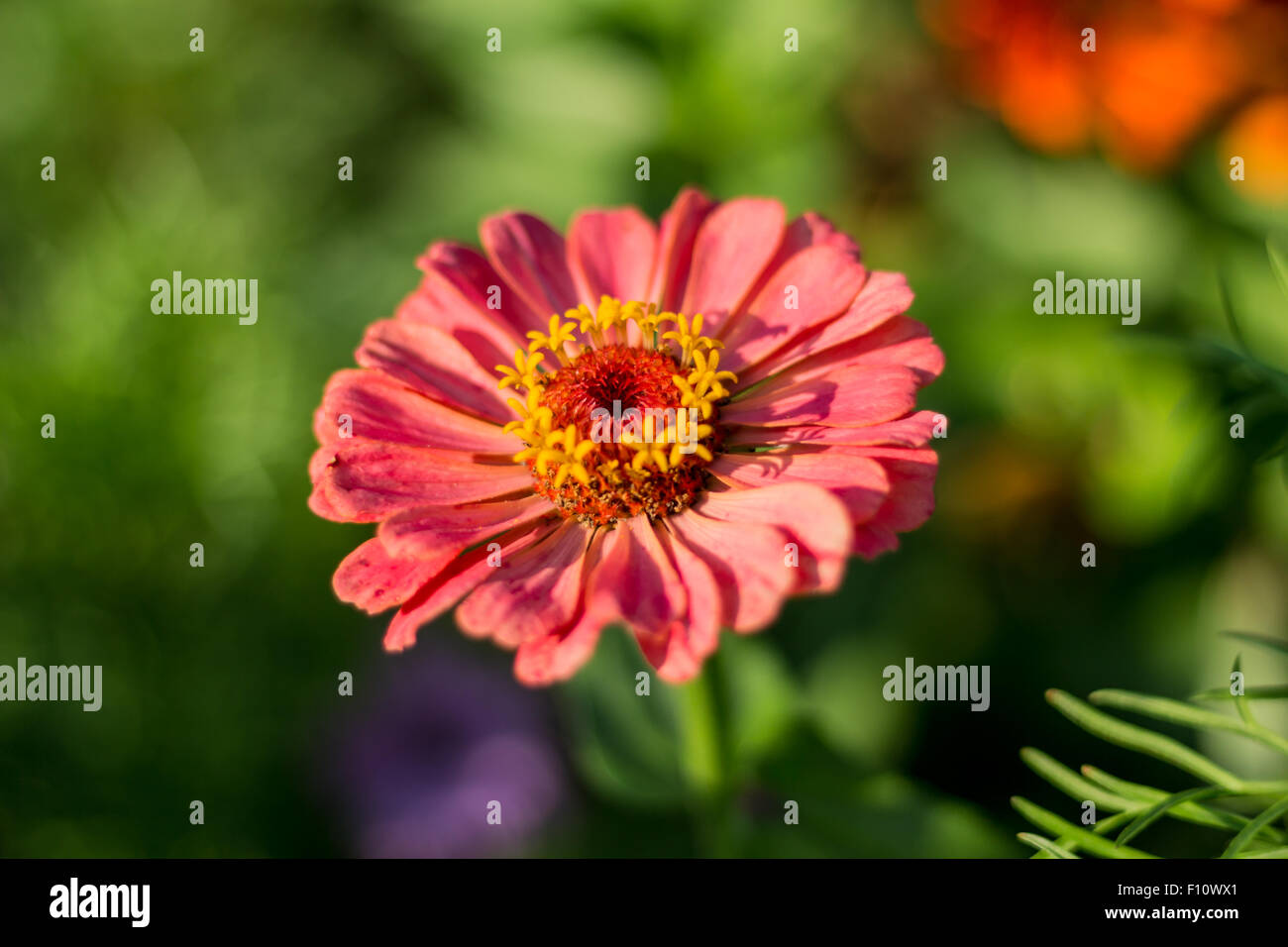 Beautiful red/pink/white flower Stock Photo - Alamy