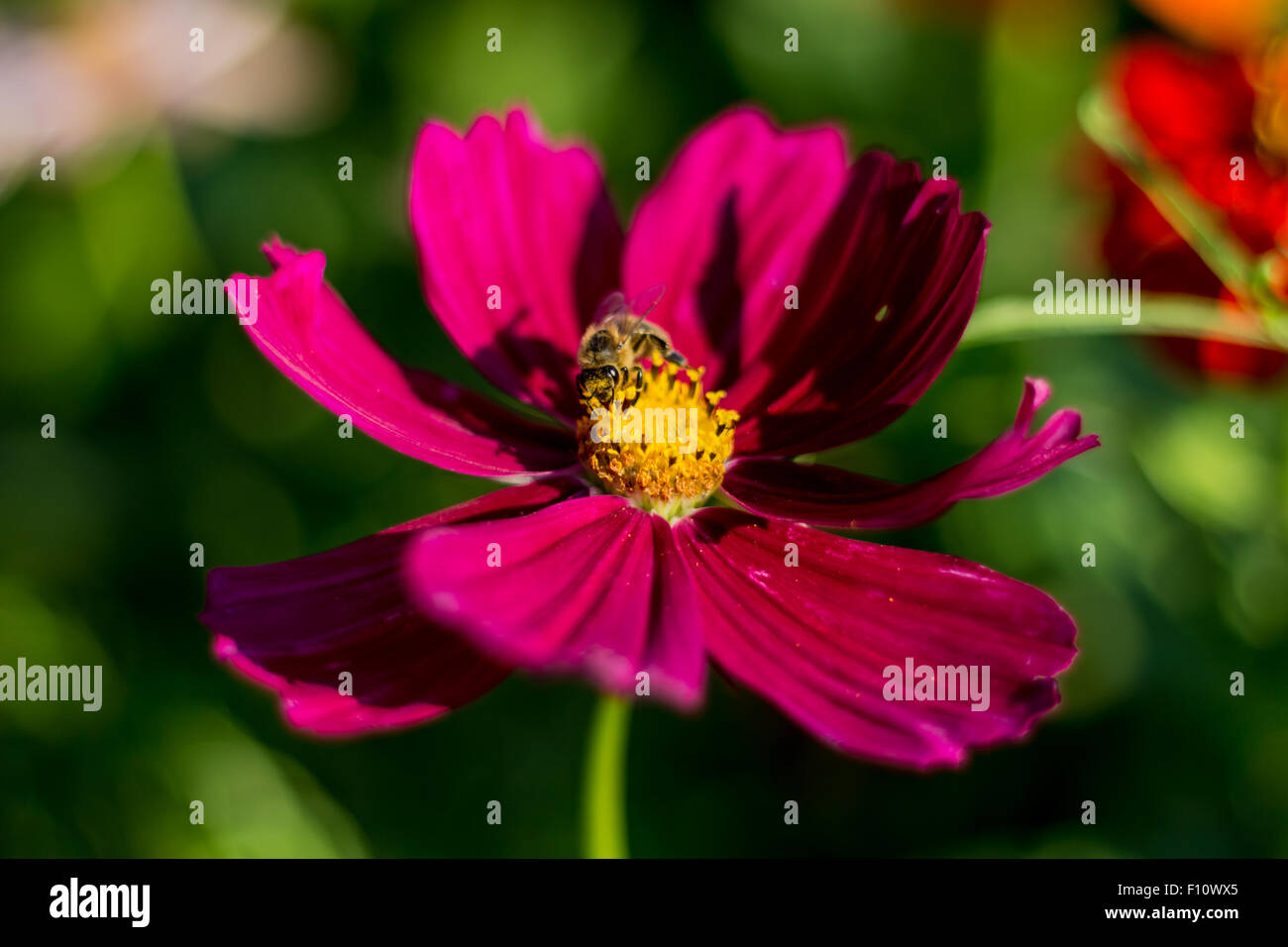 Beautiful red/pink/white flower Stock Photo - Alamy
