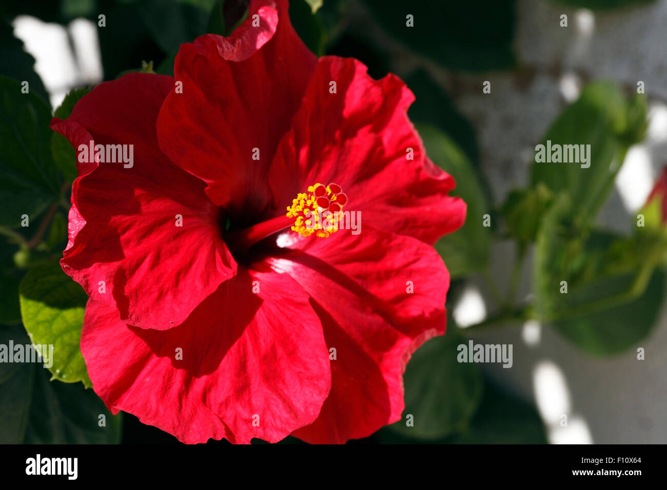 Red Hibiscus flower Stock Photo - Alamy