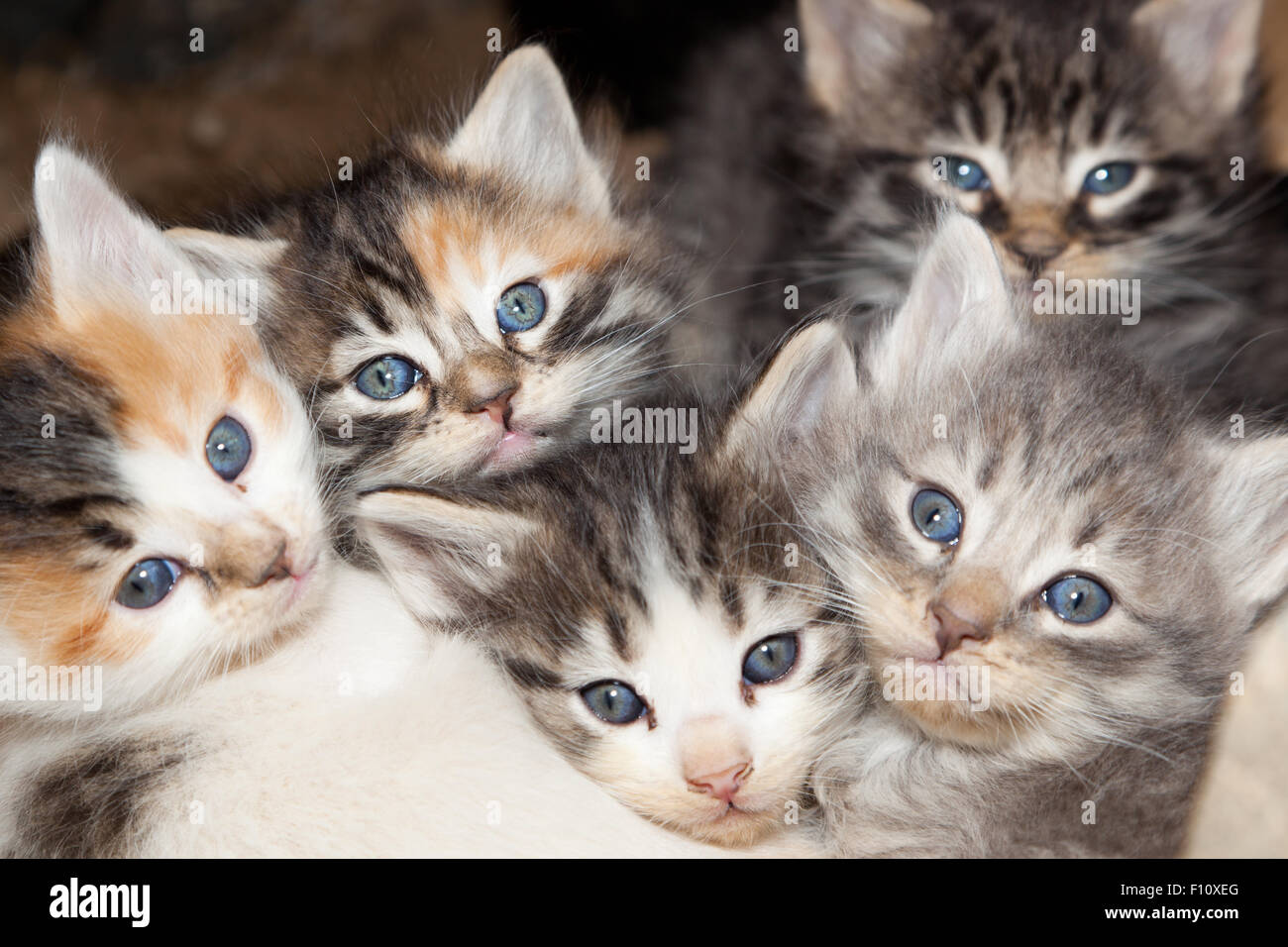 Stray kittens hi-res stock photography and images - Alamy