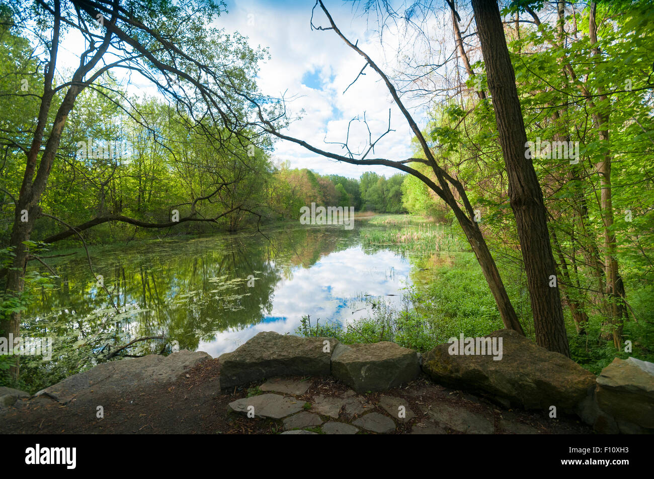 stream in the woods Stock Photo - Alamy