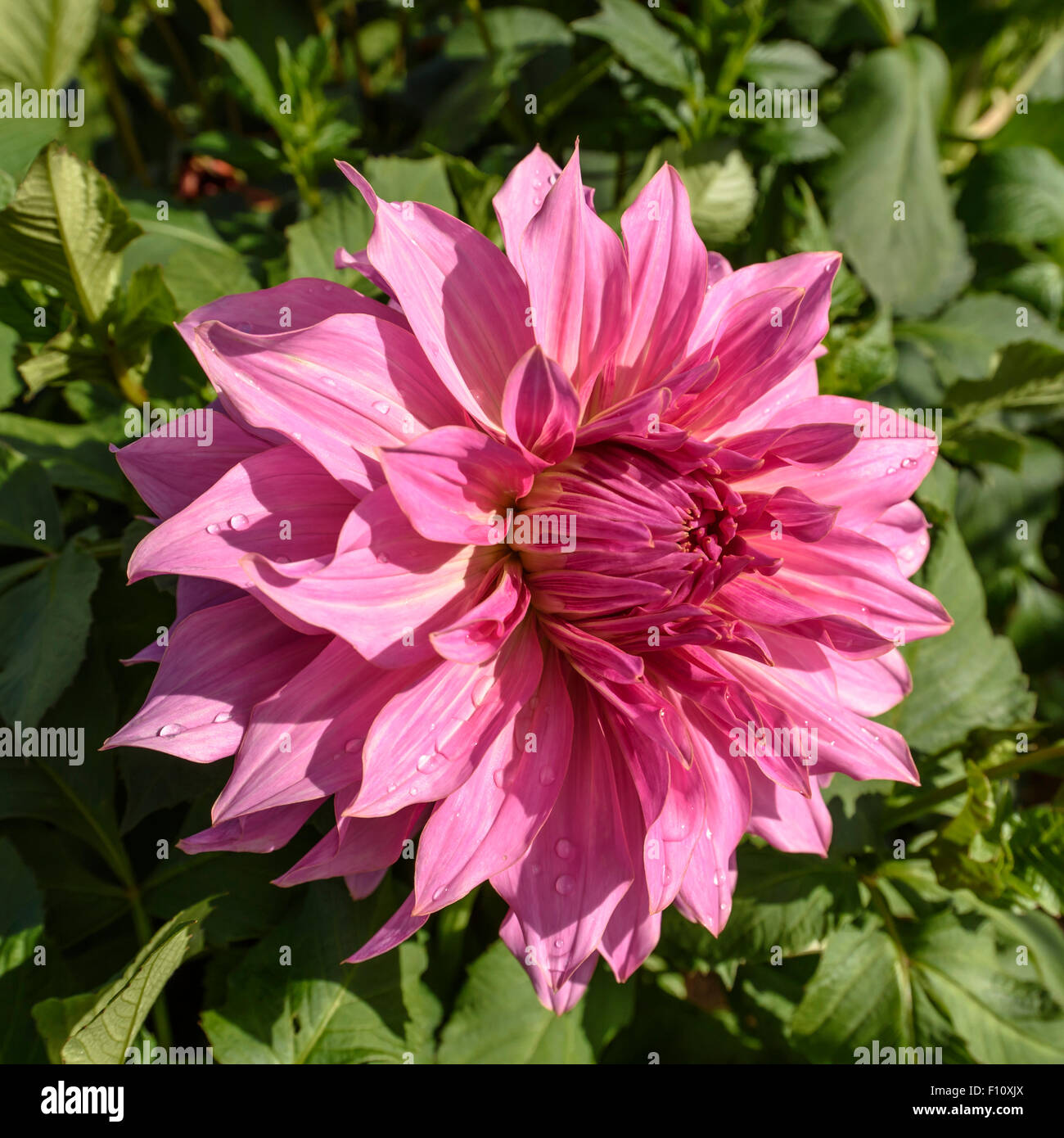 A flower in bloom Stock Photo - Alamy