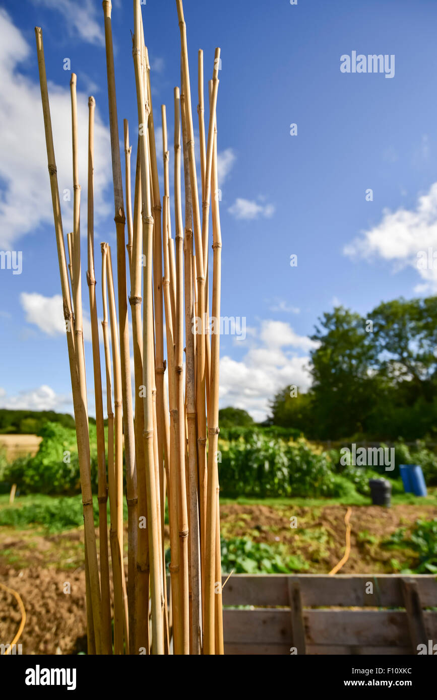 Bamboo canes bundle hi-res stock photography and images - Alamy