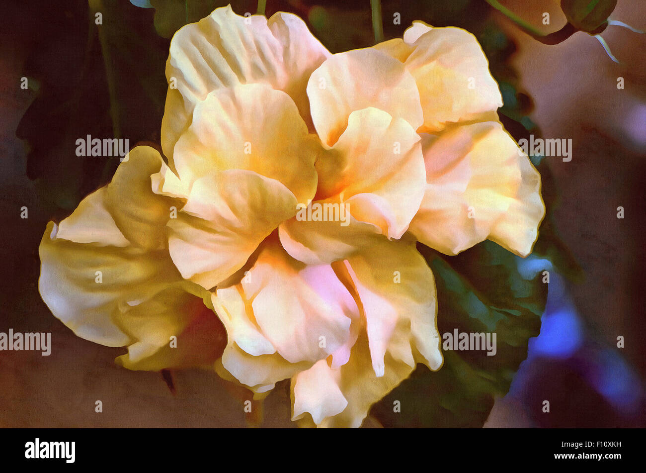 Rosa mutabilis yellow hi-res stock photography and images - Alamy