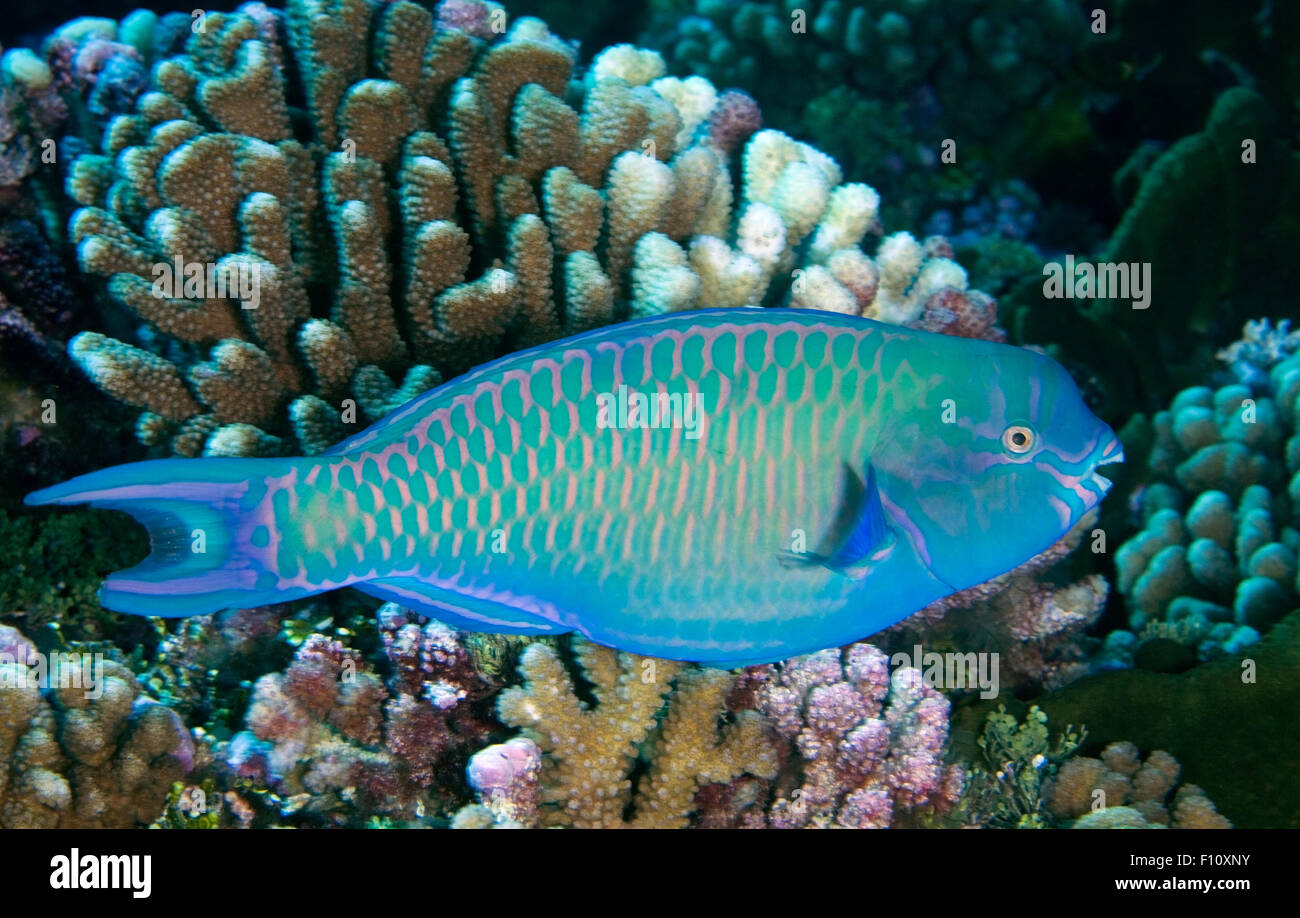 PARROTFISH SWIMMING IN CORAL REEF CLEAR WATER Stock Photo - Alamy