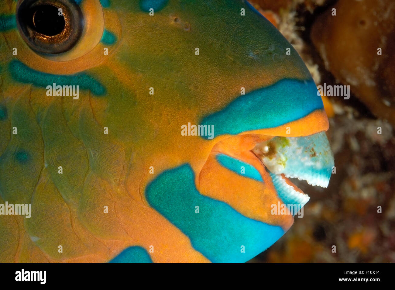 VERY CLOSE-UP FACE VIEW OF PARROTFISH SWIMMING Stock Photo - Alamy