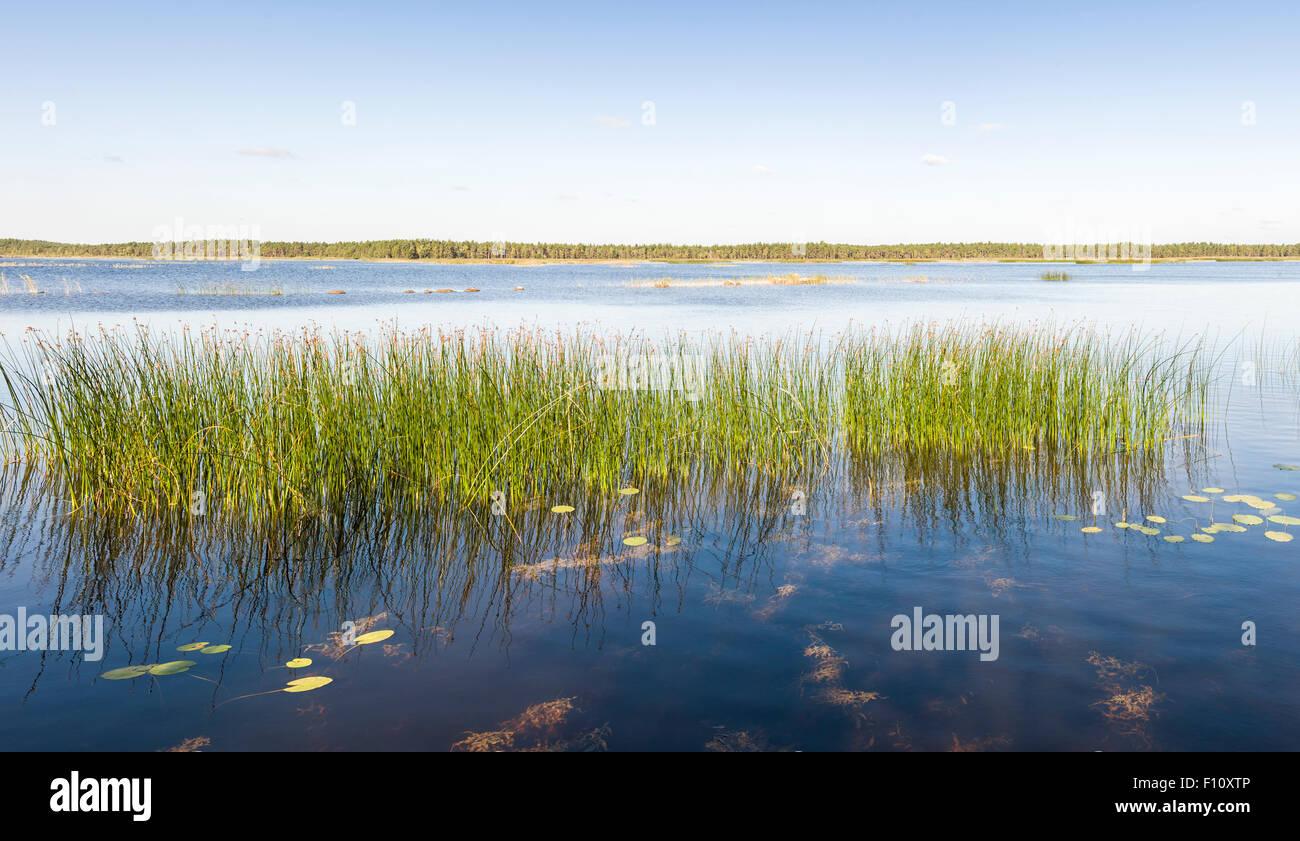Panoramic picture of a green reed or cane growing in a lake in a ...