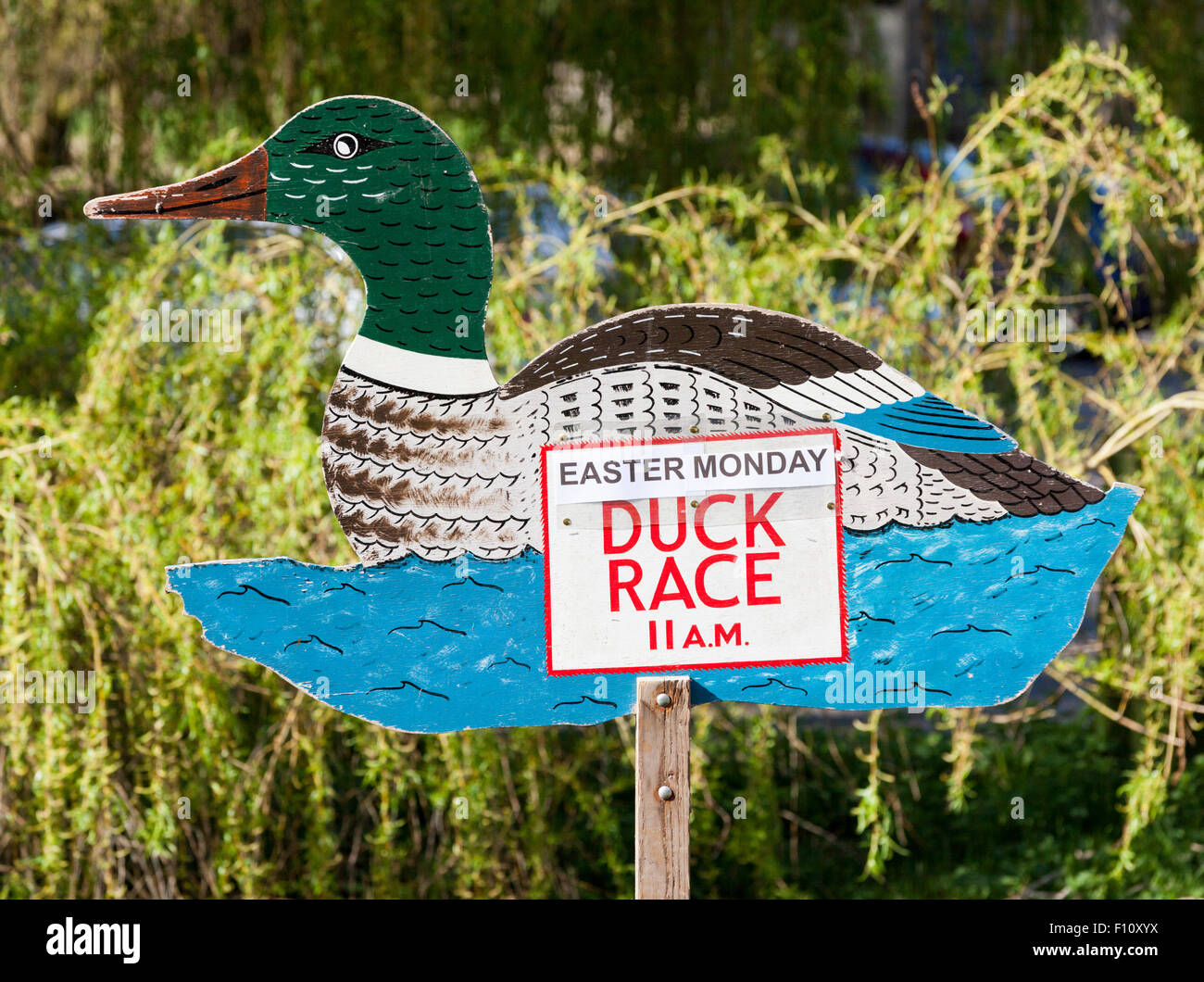 Duck race hi-res stock photography and images - Alamy