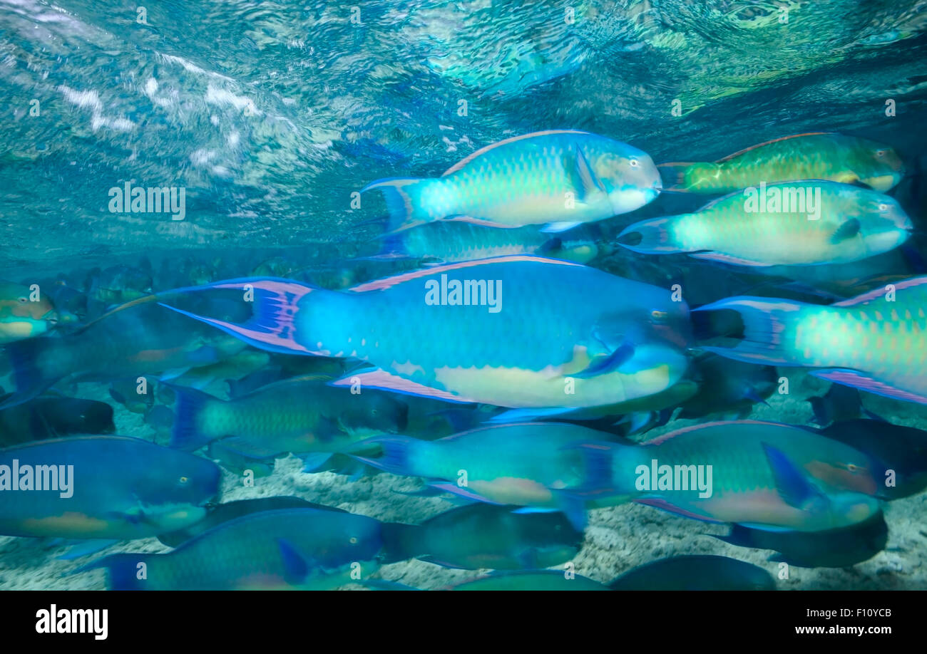 BIG SCHOOL OF PARROTFISH SWIMMING IN CLEAR SHALLOW WATER Stock Photo ...