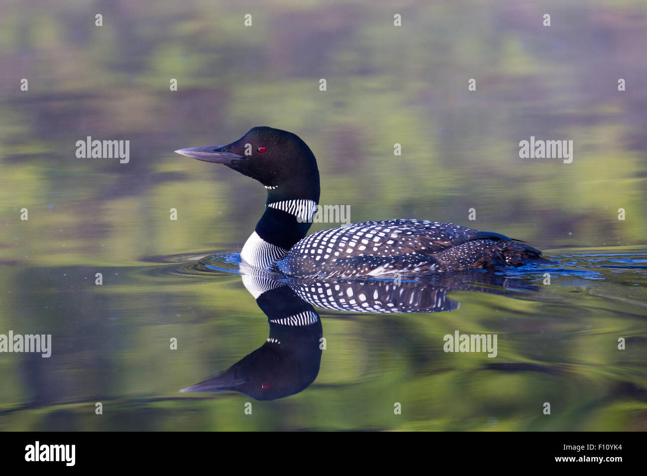 Common loon majestic bird hi-res stock photography and images - Alamy