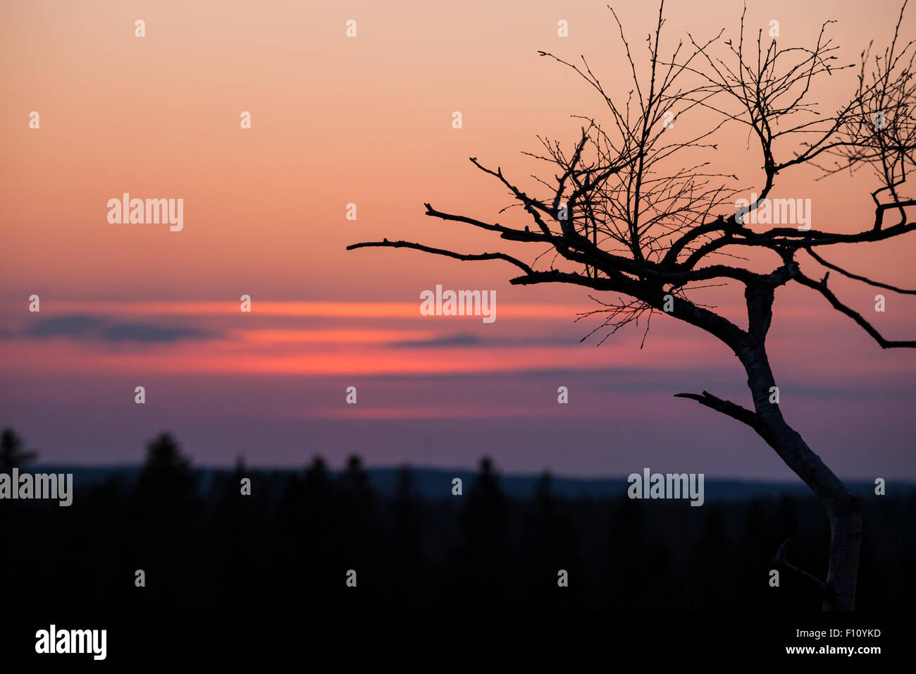 Small tree silhouette hi-res stock photography and images - Alamy