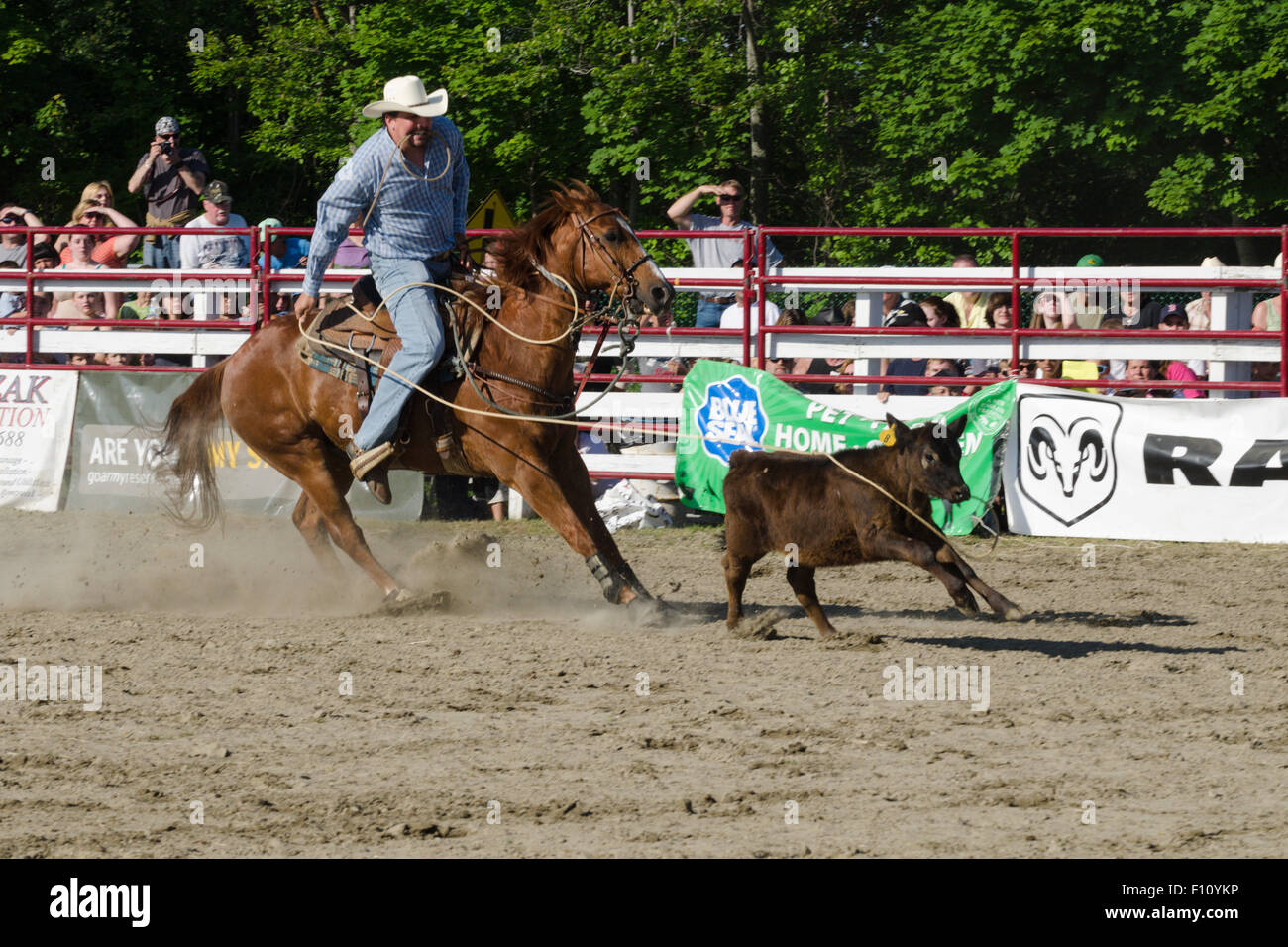 Cowboy lasso calf hi-res stock photography and images - Alamy