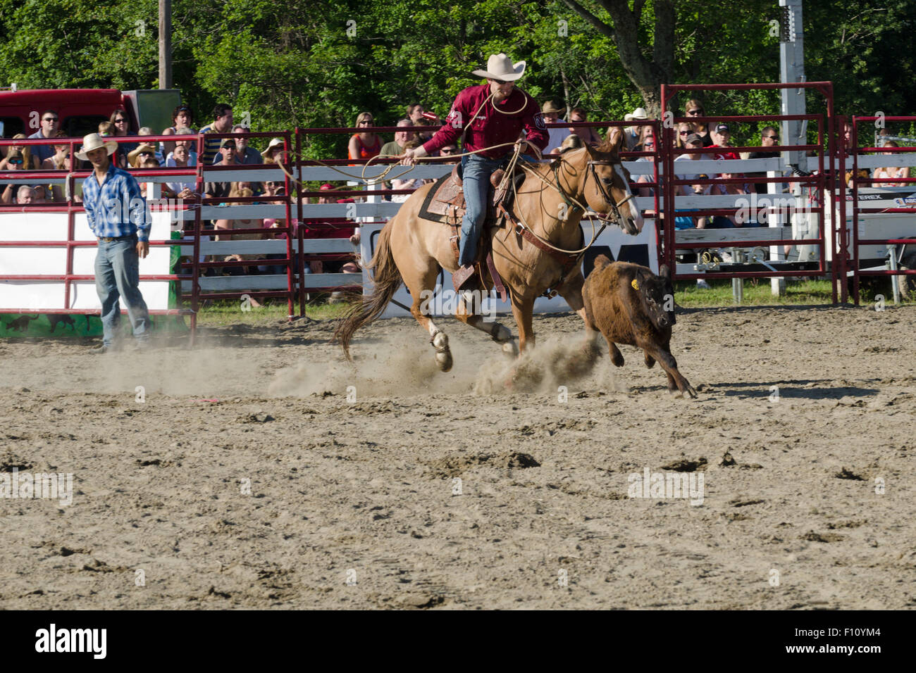 Cowboy lassos a calf while on horseback at Goshen CT Stampede Rodeo ...