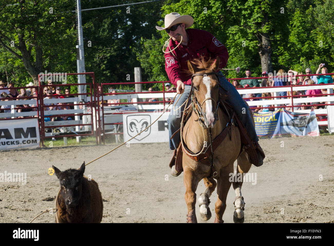 Cowboy lassos a calf while on horseback at Goshen CT Stampede Rodeo ...